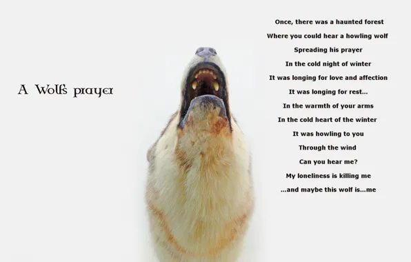 Wallpaper wolf, story, prayer, a wolf prayer quotes for mobile and ...