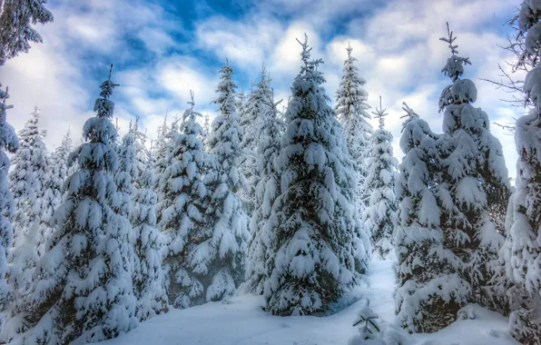 Wallpaper winter, forest, nature for mobile and desktop, section ...