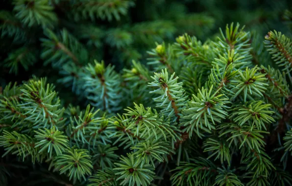 Wallpaper needles, nature, tree, branch, spruce for mobile and desktop ...