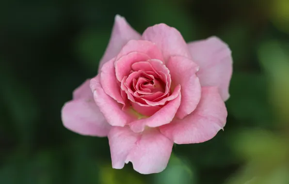 Wallpaper background, pink, rose for mobile and desktop, section цветы ...