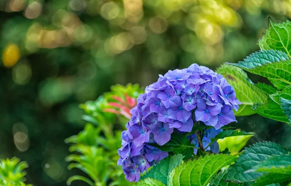 Download wallpaper leaves, flowers, lilac, bokeh, hydrangea, section ...