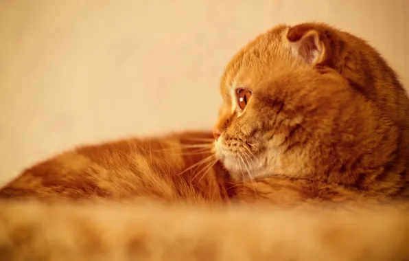 Download wallpaper eyes, cat, face, portrait, red, Scottish fold ...