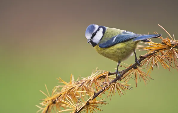 Wallpaper bird, branch, tit images for desktop, section животные - download