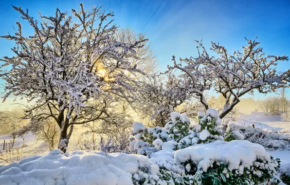 Wallpaper winter, snow, trees, morning, slice for mobile and desktop ...