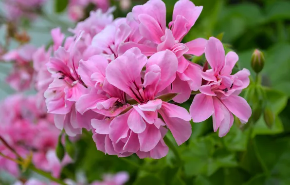 Wallpaper flowers, petals, Azalea for mobile and desktop, section цветы ...