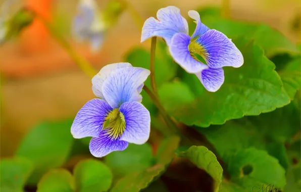 Wallpaper Flowers, Flowers, Bokeh, Boke for mobile and desktop, section ...