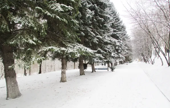 Wallpaper winter, snow, alley, pine for mobile and desktop, section ...