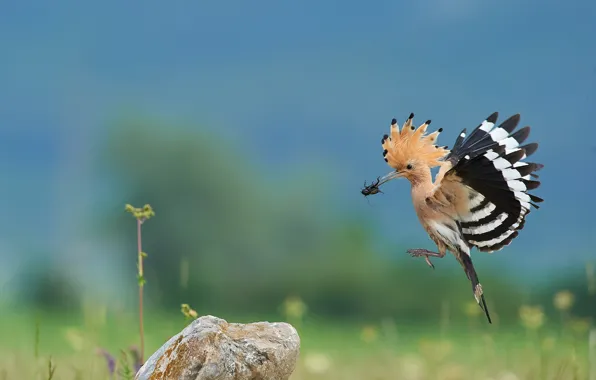 Download wallpaper nature, bird, stone, beetle, flight, hoopoe, Kalin ...