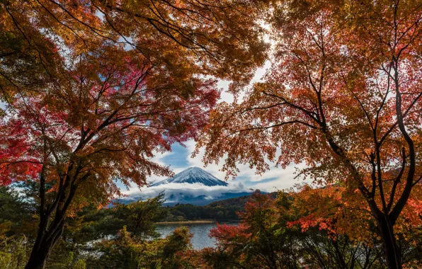 Download wallpaper autumn, trees, paint, foliage, Japan, Fuji, mount ...