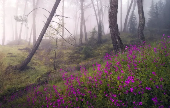 Wallpaper forest, flowers, fog, spring for mobile and desktop, section ...