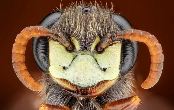 Wallpaper macro, nature, insect, The Bee Wolf, Philanthus sp. for ...