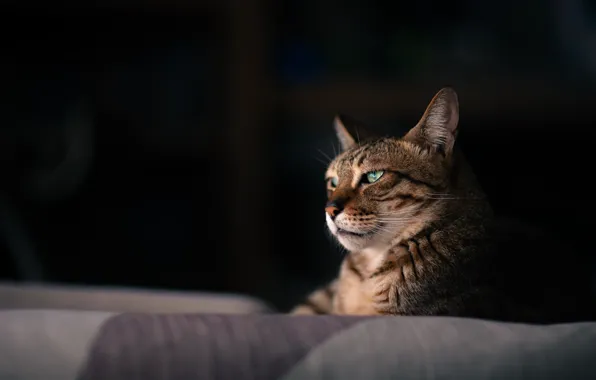 Download wallpaper animal, cat, picture, Wallpaper, animal, picture ...