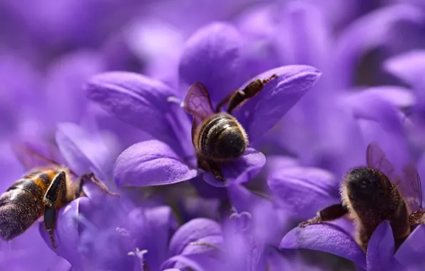 Download wallpaper macro, bees, bell, section flowers in resolution ...