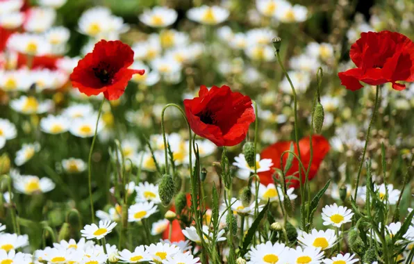 Wallpaper field, summer, flowers, glade, Maki, chamomile, meadow, red ...