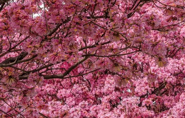 Wallpaper spring, garden, flowering for mobile and desktop, section ...