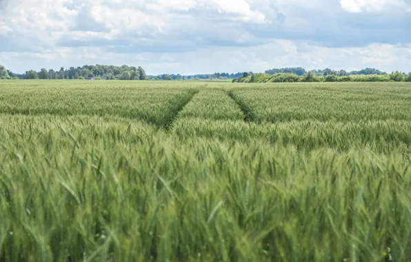 Download wallpaper wheat, field, nature, section landscapes in ...