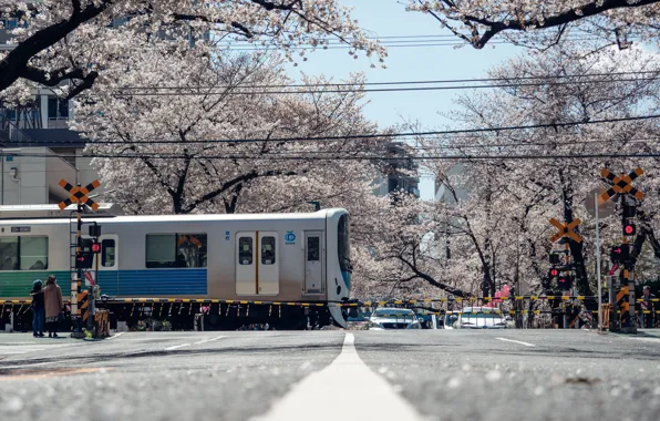 Wallpaper The city, Spring, Sakura, Japan, Train, Railroad, Flowering ...
