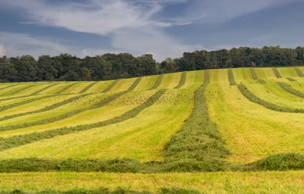 Download wallpaper field, forest, grass, strip, hill, hay, section ...