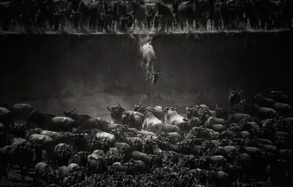 Wallpaper fiction, animal, drop, h\b, the herd, bull, Buffalo for ...