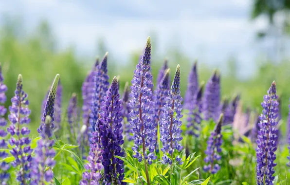 Wallpaper purple, summer, Lupin for mobile and desktop, section цветы ...