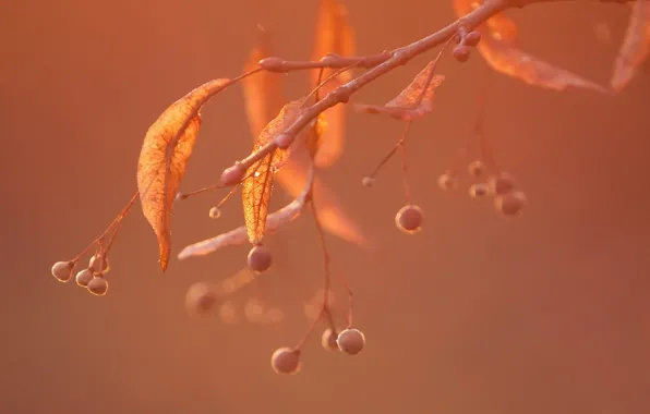 Wallpaper nature, background, branch for mobile and desktop, section ...