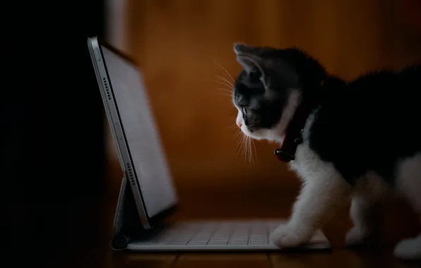 Wallpaper cat, baby, monitor, kitty for mobile and desktop, section ...