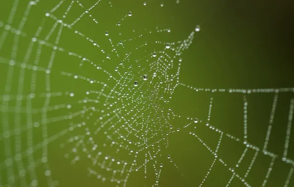 Wallpaper nature, background, web images for desktop, section природа ...