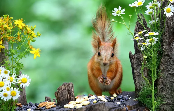 Wallpaper summer, flowers, nature, pose, tree, stump, chamomile ...