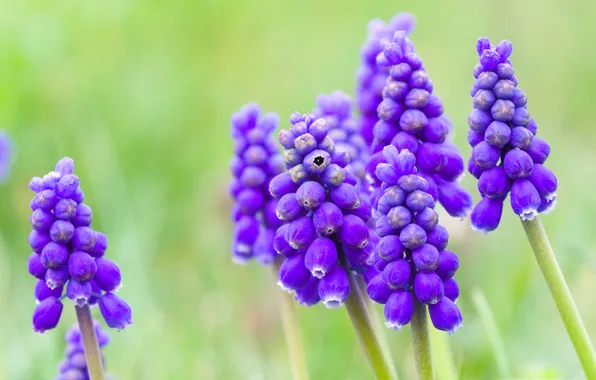 Wallpaper flower, blue, spring, blooming for mobile and desktop ...
