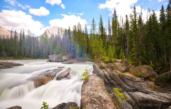 Download wallpaper forest, nature, river, section nature in resolution ...