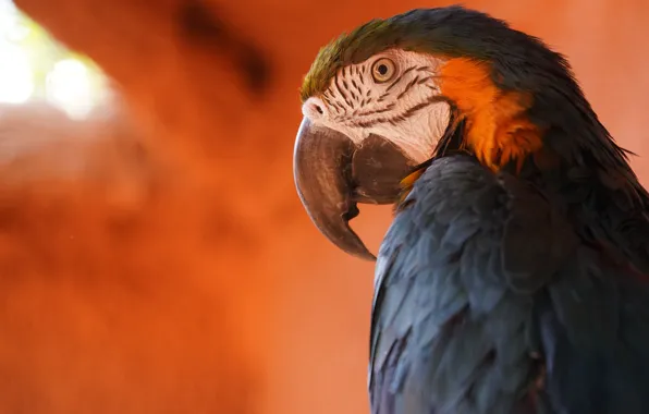 Wallpaper bird, portrait, parrot, orange background, Ara for mobile and ...