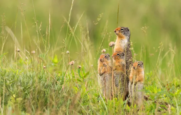 Download wallpaper field, grass, look, gopher, gophers, stand, cubs ...