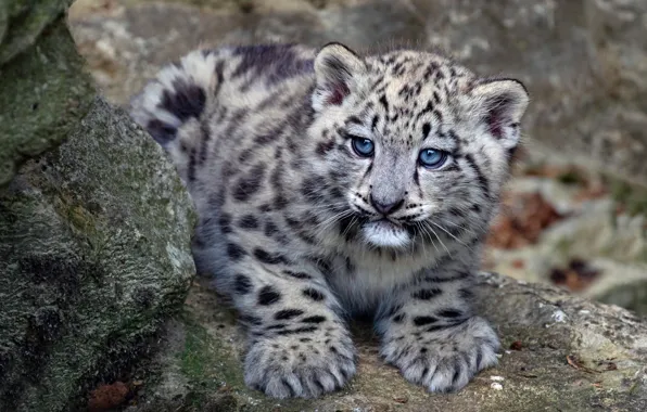 Wallpaper stones, baby, IRBIS, snow leopard, cub for mobile and desktop ...