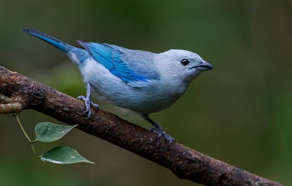 Wallpaper nature, bird, branch, blue tanager for mobile and desktop ...