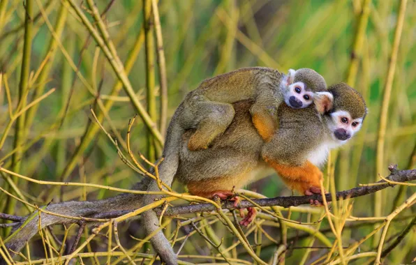 Wallpaper nature, family, monkey, monkey images for desktop, section ...