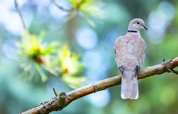 Wallpaper bird, dove, branch, bokeh images for desktop, section ...