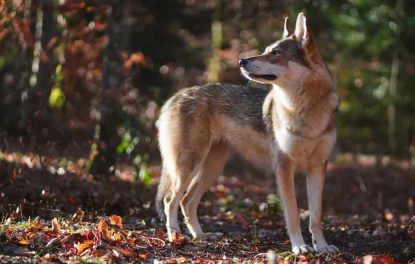 Wallpaper autumn, forest, pose, wolf images for desktop, section ...