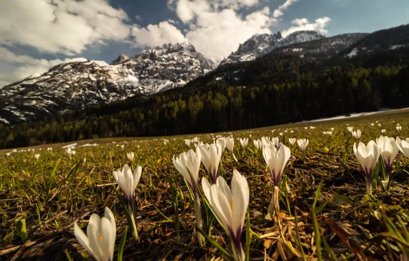 Wallpaper flowers, mountains, crocuses for mobile and desktop, section ...