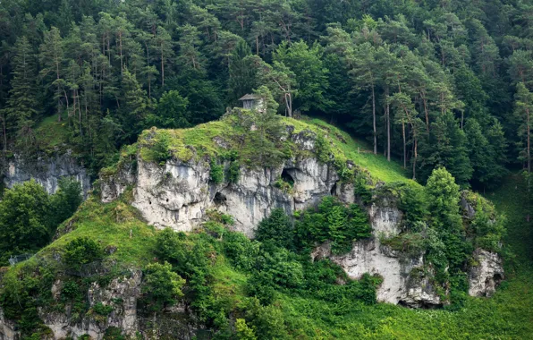 Wallpaper forest, nature, mountain for mobile and desktop, section ...