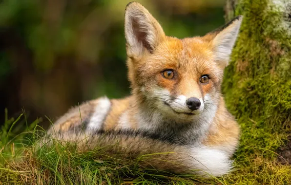 Wallpaper grass, look, face, pose, background, tree, moss, portrait ...