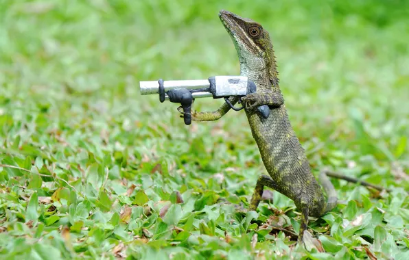 Wallpaper gun, glade, lizard, reptile, ruzhbayka images for desktop ...
