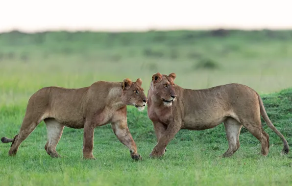 Download wallpaper field, grass, look, nature, two, pair, lioness ...