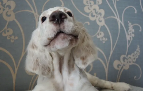 Wallpaper cute, dog, puppy, setter, The English setter for mobile and ...