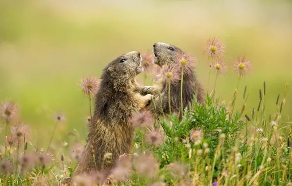 Wallpaper summer, grass, flowers, nature, pose, background, the game ...