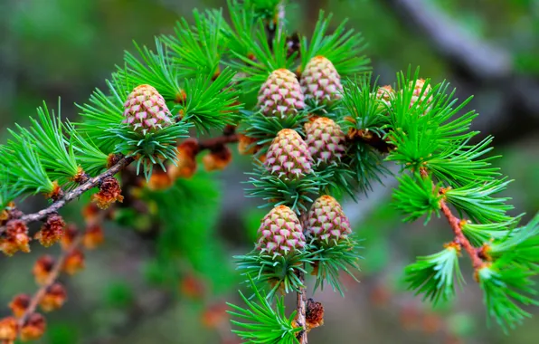 Wallpaper cones, spruce, twig for mobile and desktop, section природа ...