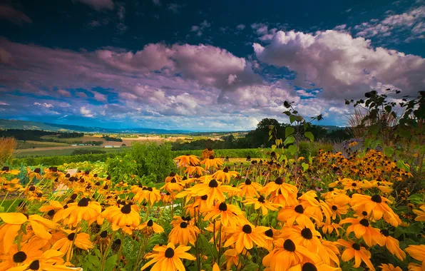 Wallpaper field, summer, the sky, clouds, flowers, orange, blue, bright ...