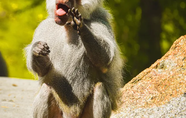 Wallpaper Monkey, Sitting, The primacy of, Male, A mammal, Baboon for ...