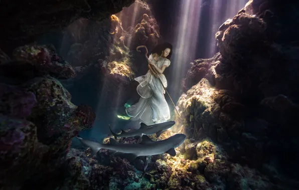 Wallpaper girl, shark, sharks, cowgirl, underwater photography images ...