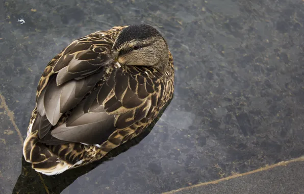 Wallpaper water, bird, Duck for mobile and desktop, section животные ...