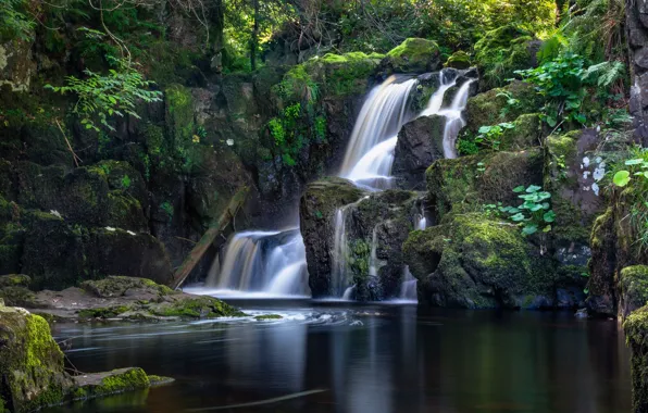 Download wallpaper forest, trees, nature, plants, section landscapes in ...